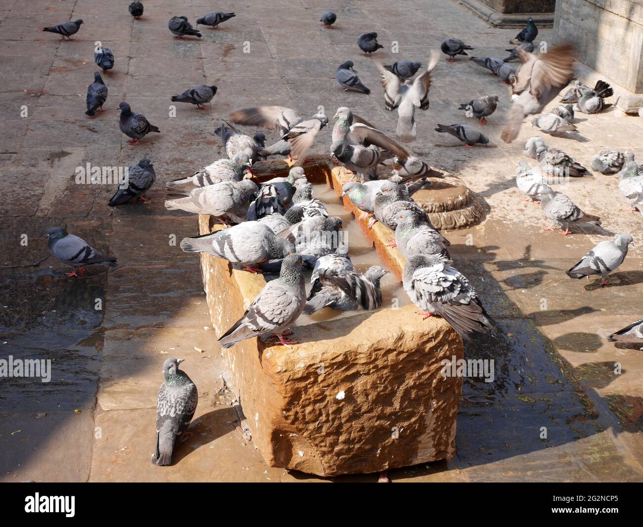 Dove bird wait nepali people feeding food with pigeon birds drinks ...