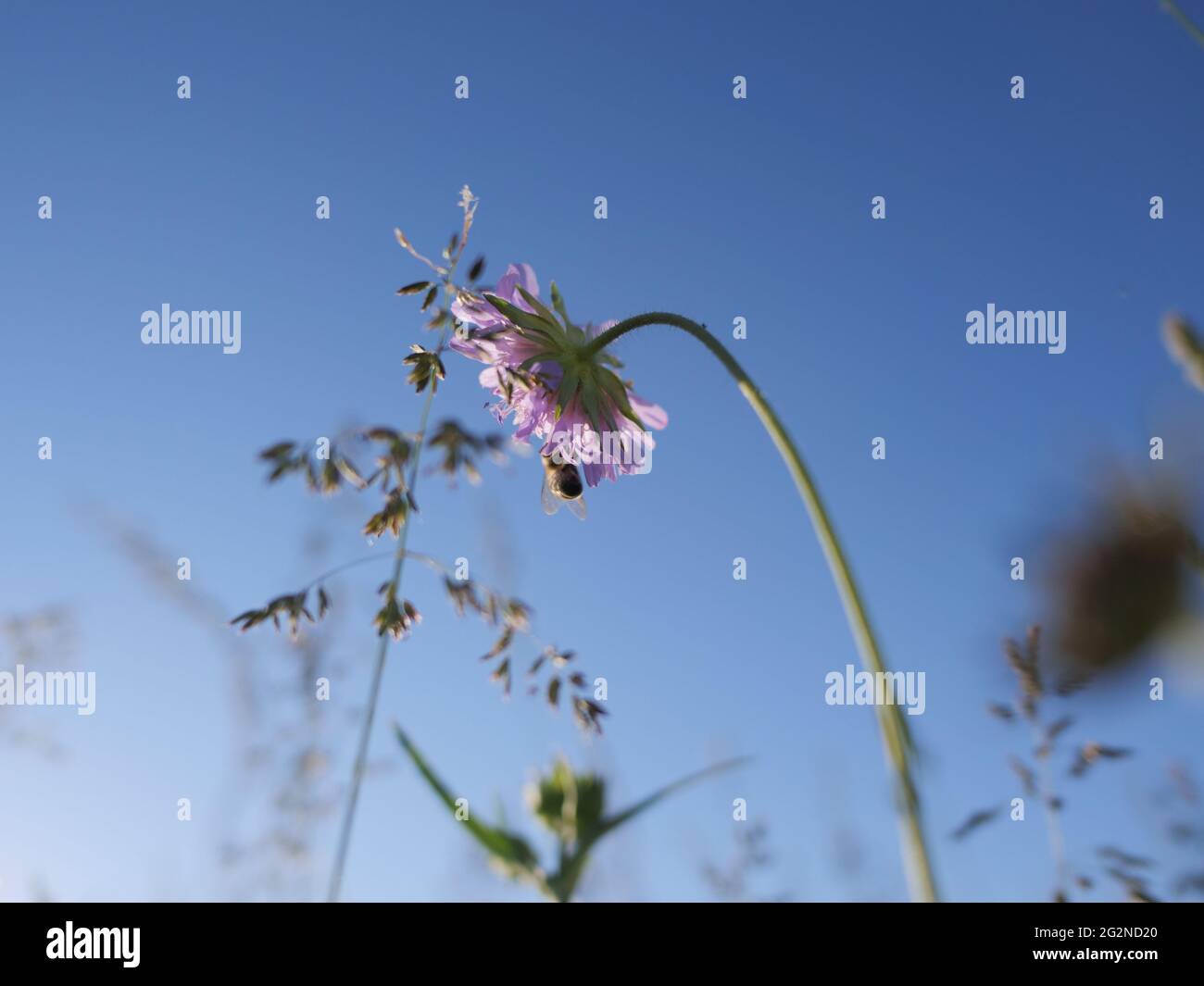 Selective focus of a bee on purple wildflower blooming in a field ...