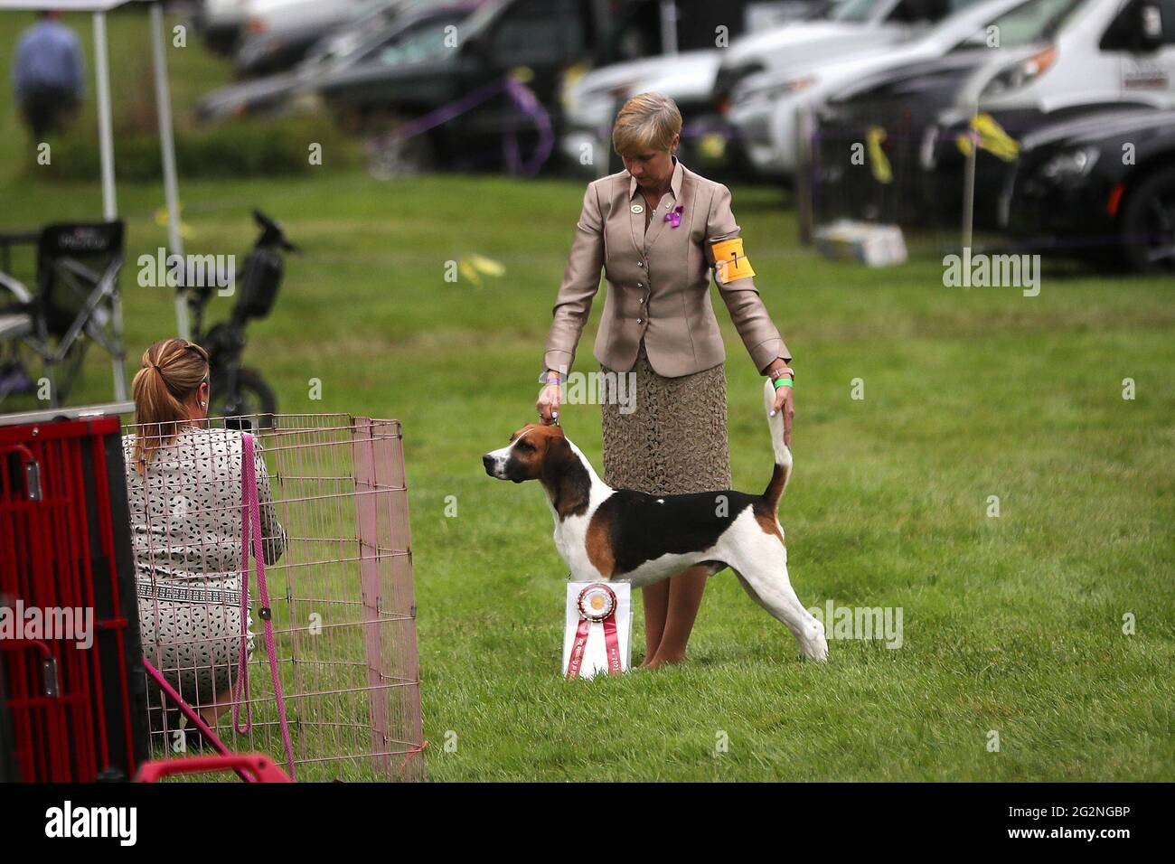 Foxhound show hi-res stock photography and images - Alamy