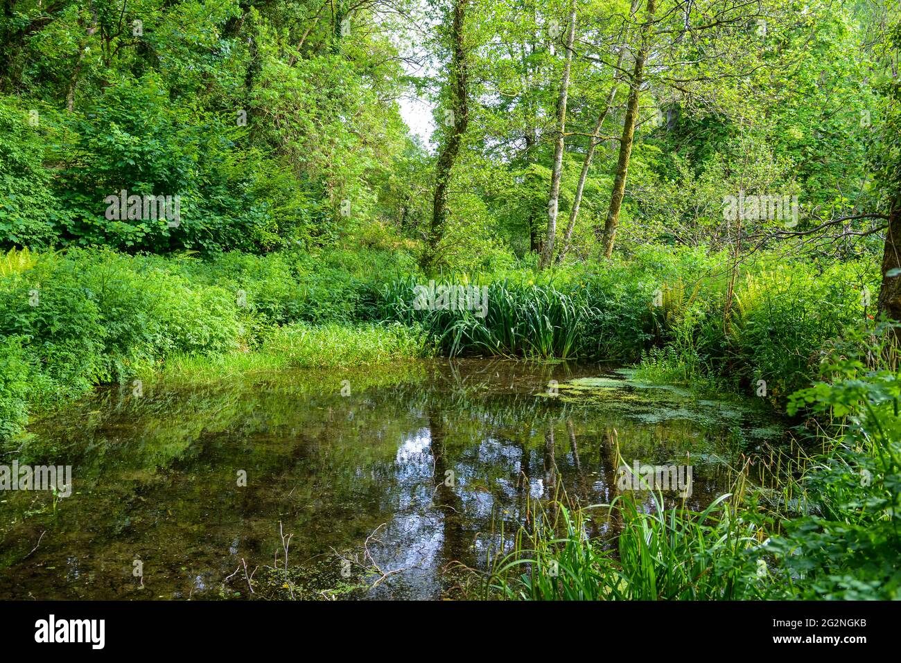 By overgrown uncultivated hi-res stock photography and images - Alamy