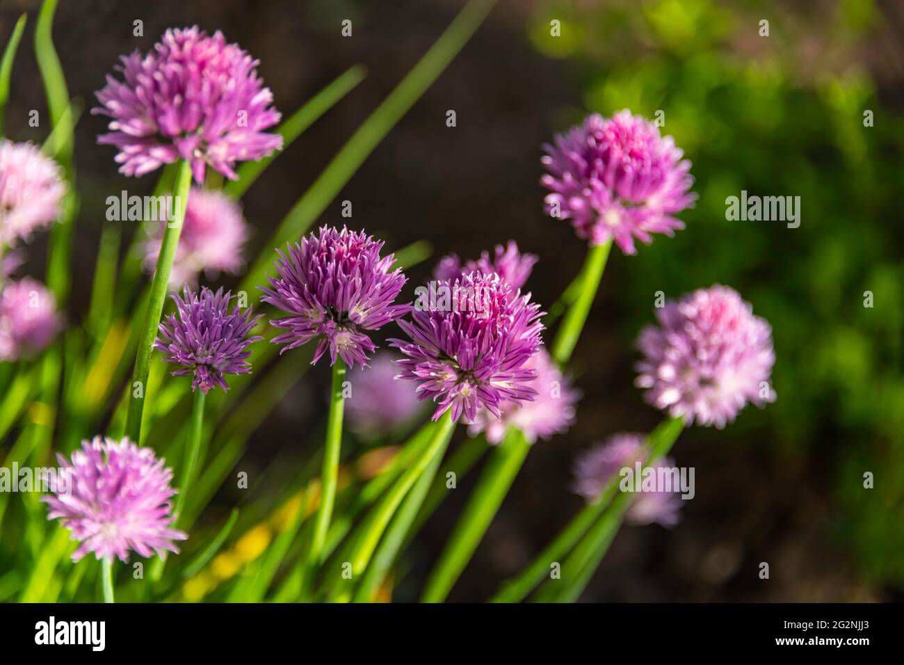 Blooming Allium Schoenoprasum In Our Beautiful Garden Stock Photo - Alamy