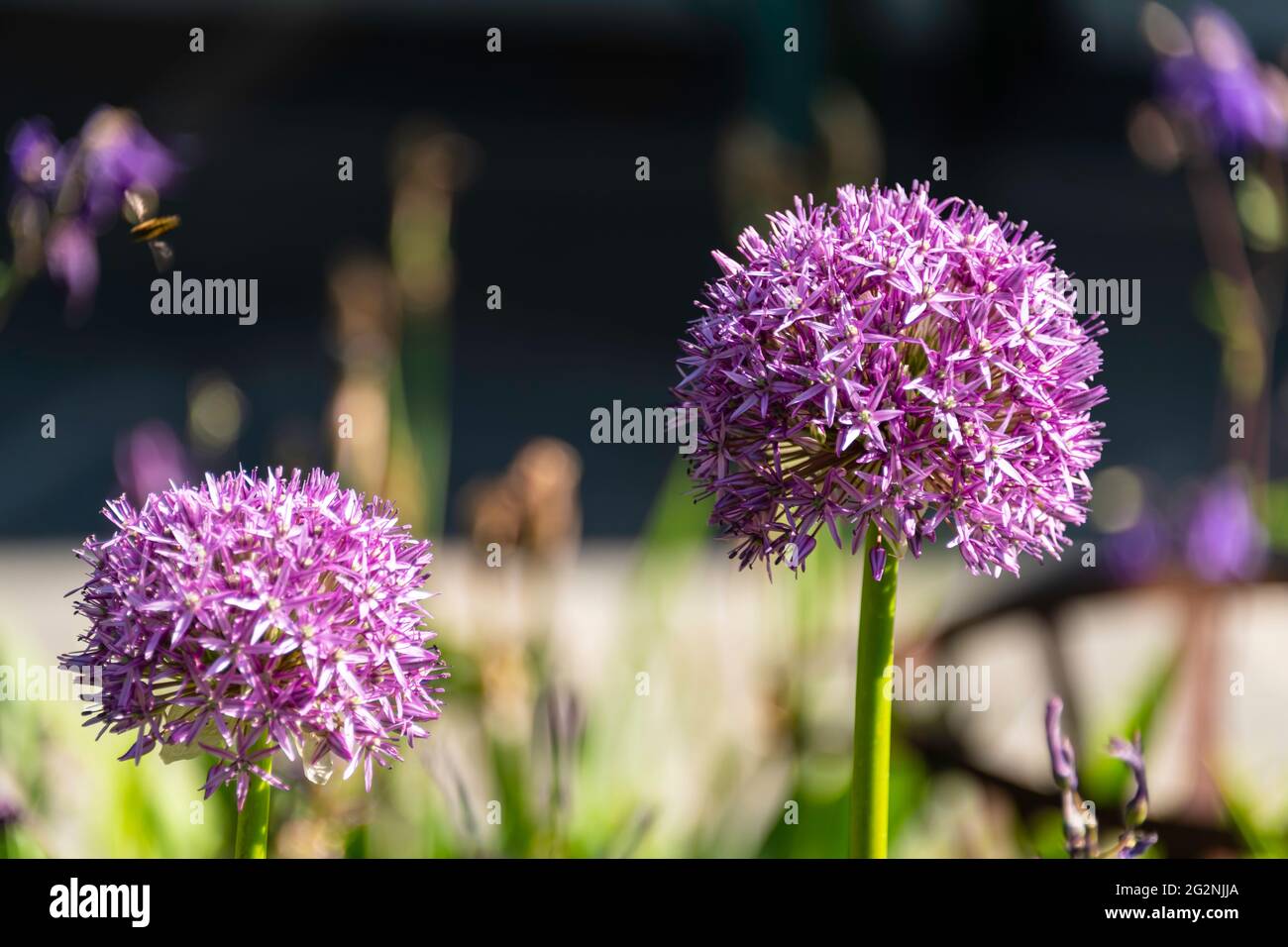 Two Beautiful Onion Balls In Our Garden Stock Photo - Alamy