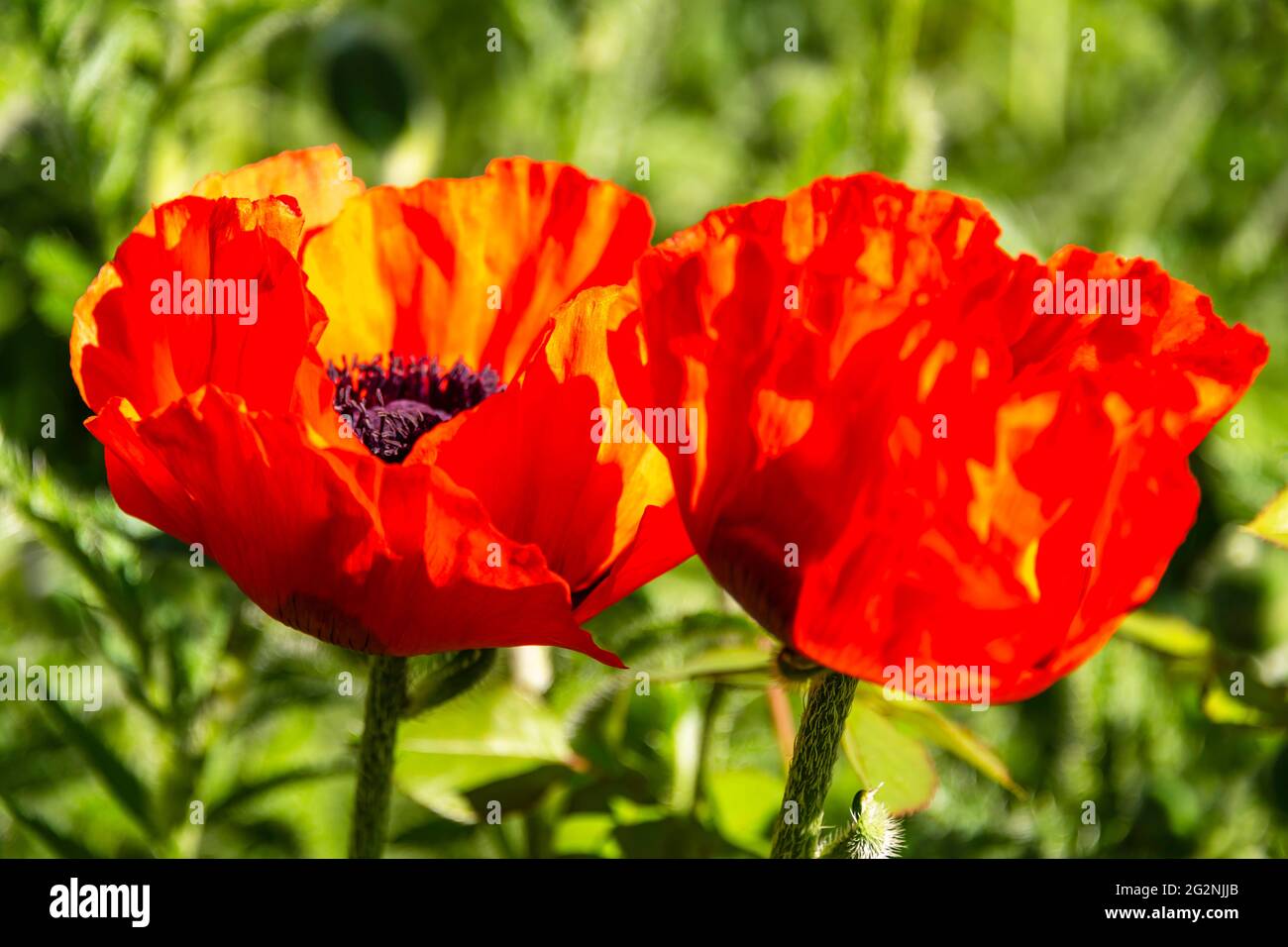 Two Big Red Poppies In Our Garden Stock Photo - Alamy