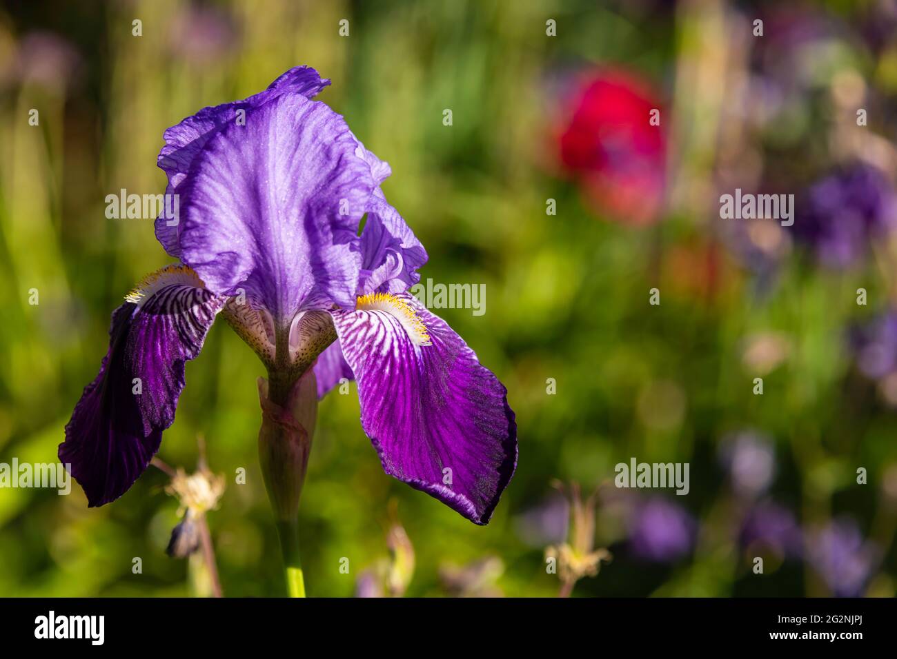 Beautiful Blue Iris On A Sunny Spring Morning Stock Photo - Alamy
