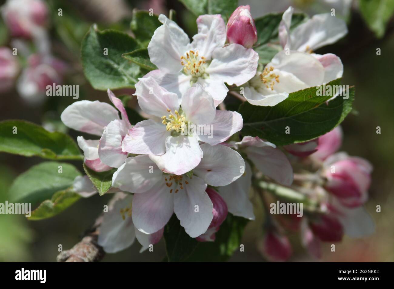 Apples wisconsin hi-res stock photography and images - Alamy