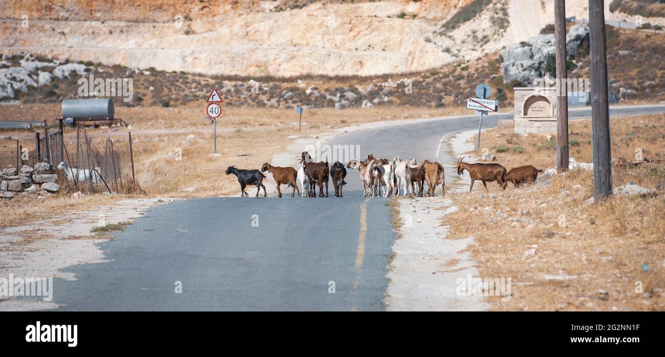 Goat crossing hi-res stock photography and images - Alamy