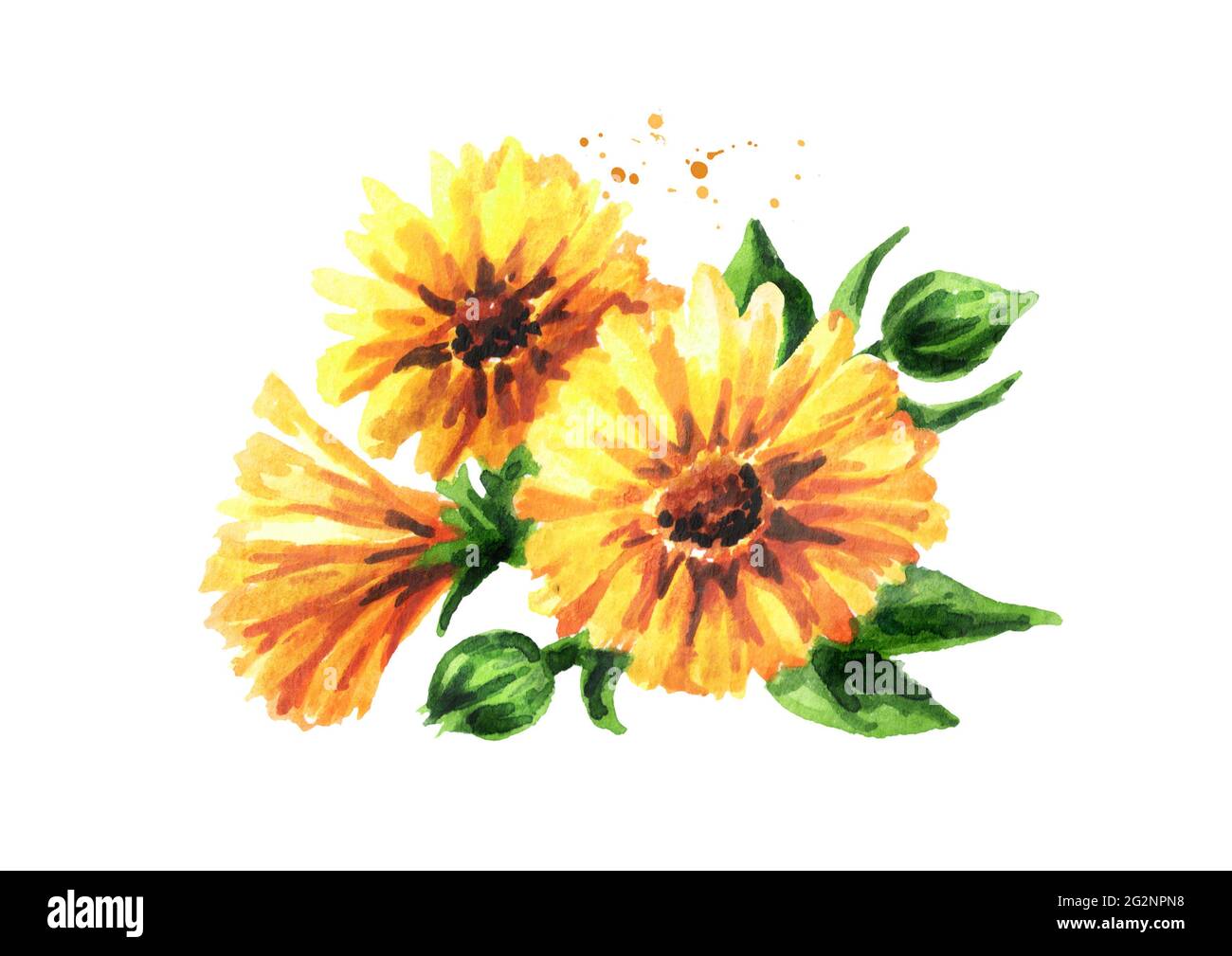Calendula flower. Watercolor hand drawn illustration isolated on white ...