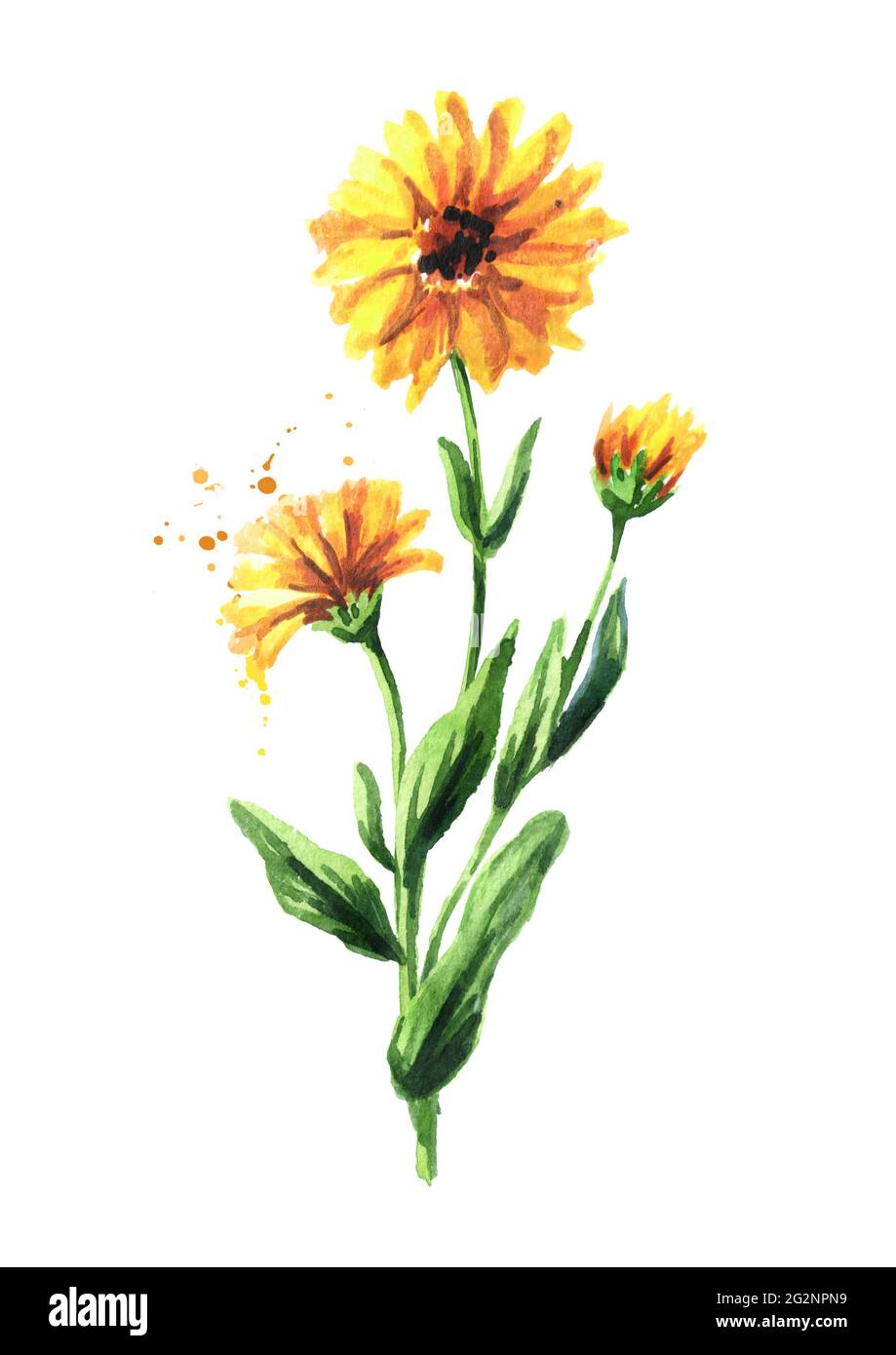 Calendula flower. Watercolor hand drawn illustration, isolated on white ...