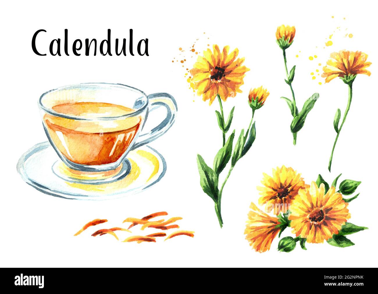 Calendula (marigold) tea set with glass cap and flower. Watercolor hand ...