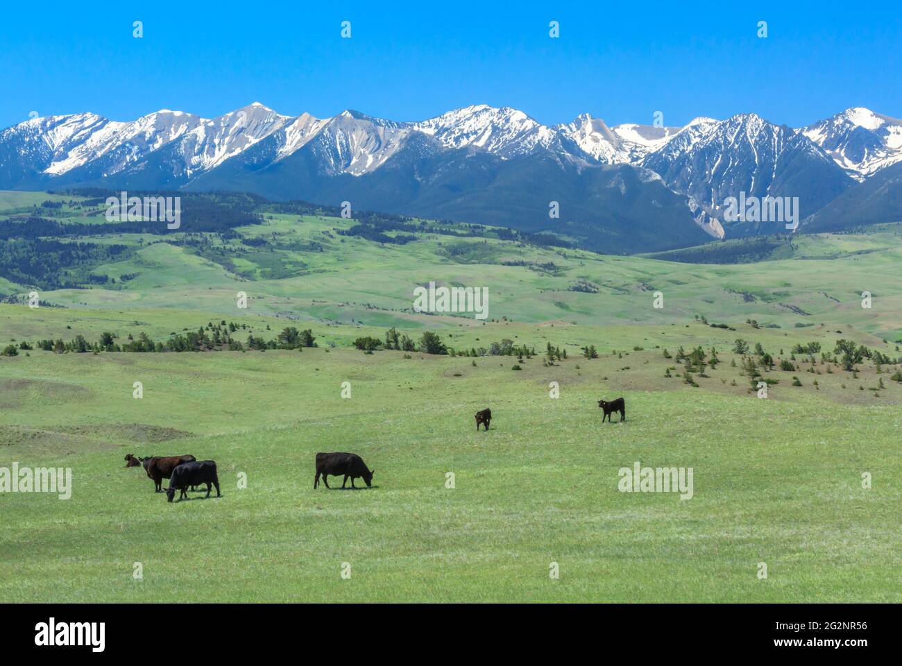 cattle in rangeland of foothills below the absaroka range near ...
