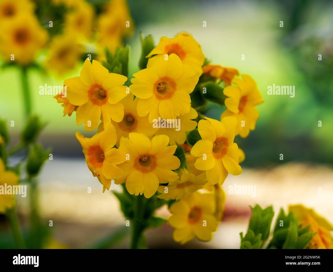 Primula forrestii hi-res stock photography and images - Alamy