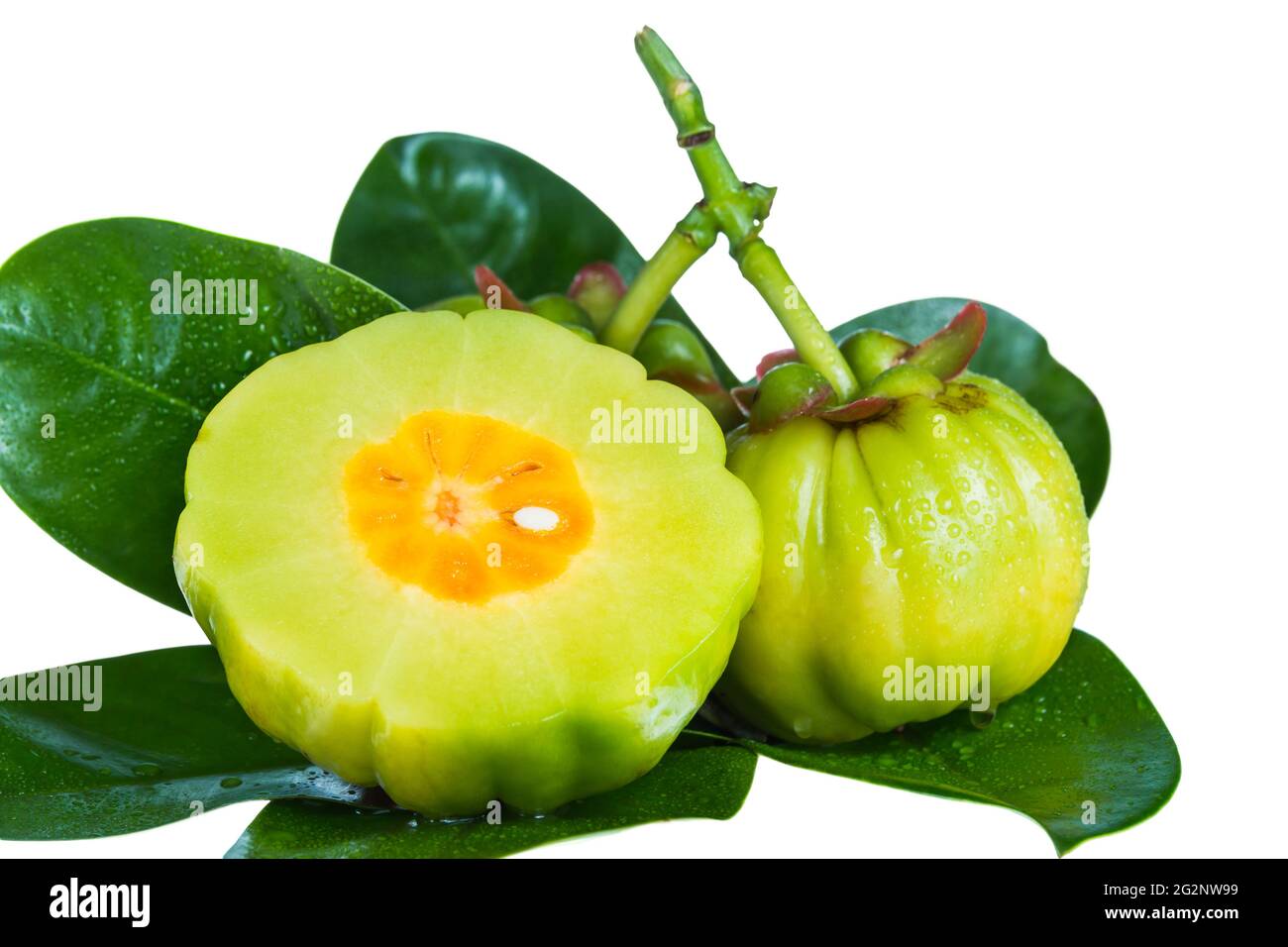 Close up garcinia atroviridis fresh fruit on leaves. Isolated on white ...