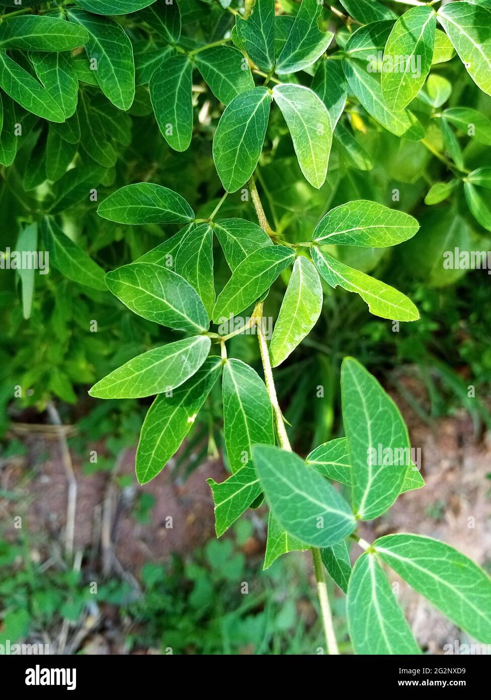 Tamarind Tree Branches High Resolution Stock Photography and Images - Alamy