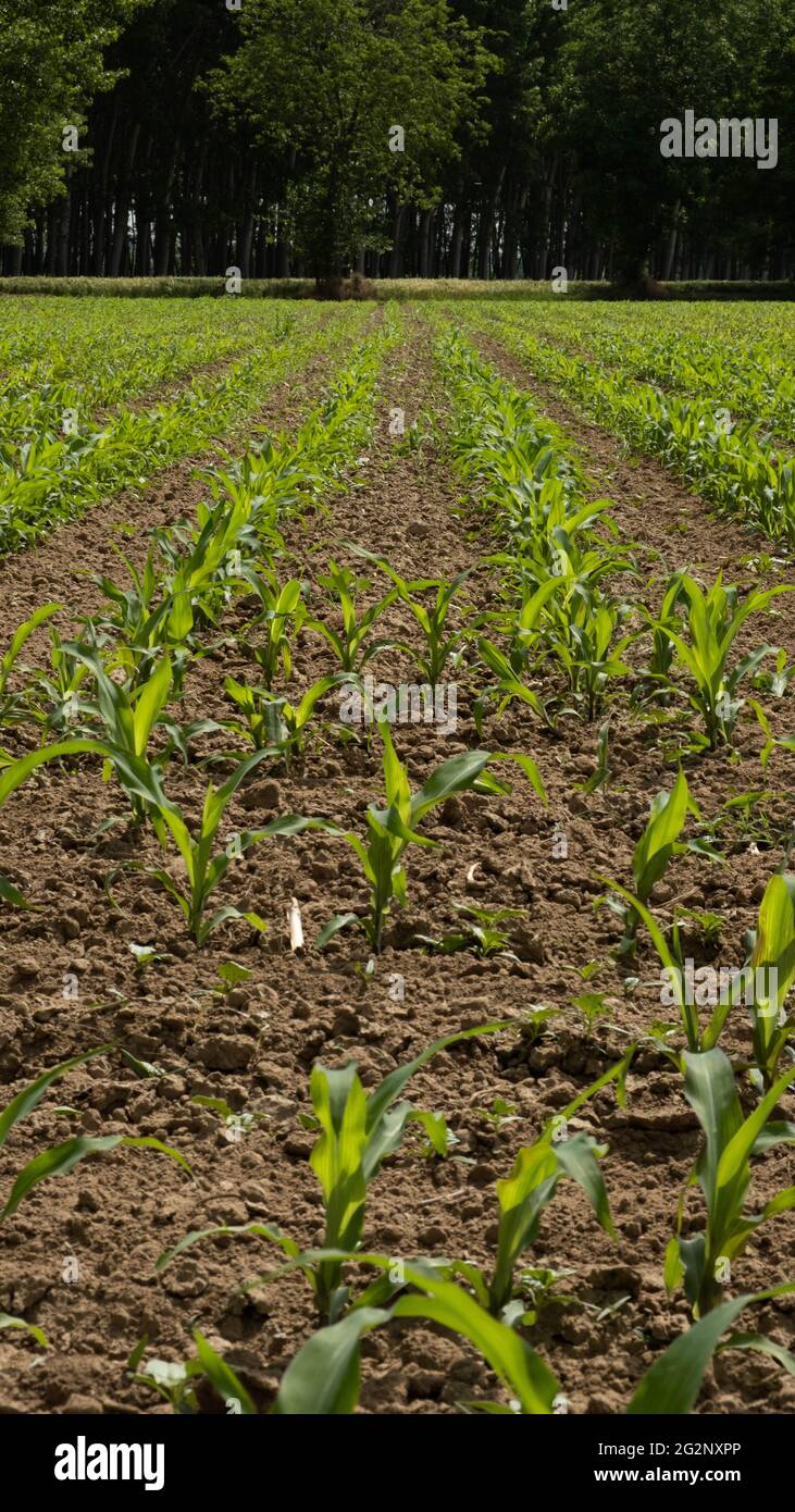 a cornfield that is just starting to grow Stock Photo - Alamy