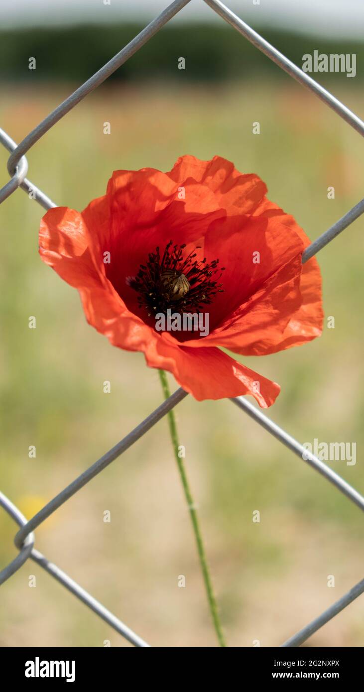 poppy flower emerging from the wire Stock Photo - Alamy