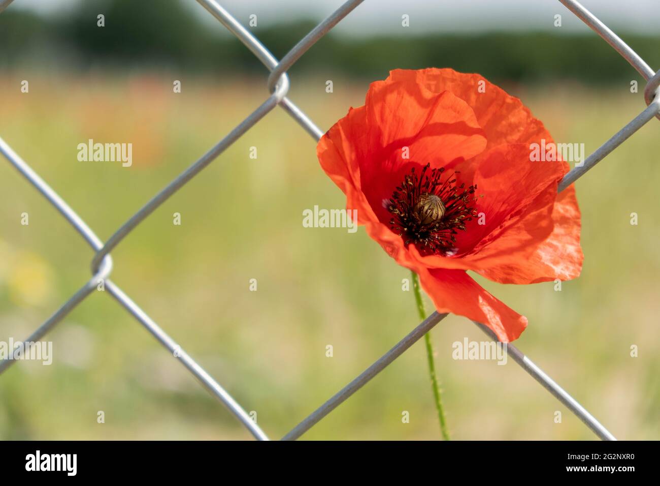 poppy flower emerging from the wire Stock Photo - Alamy