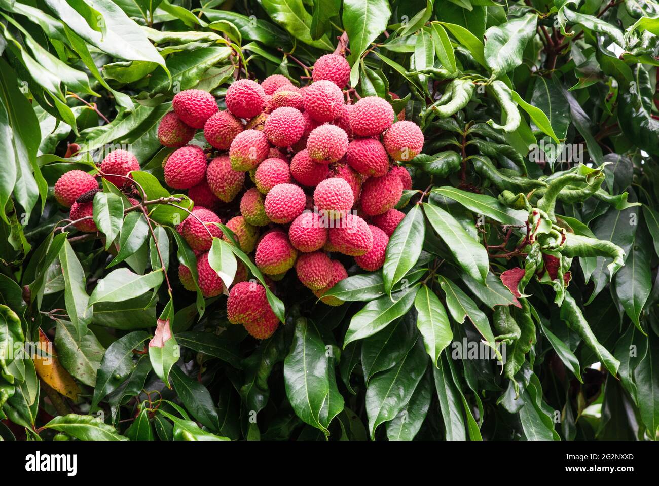 Fresh lychee on a tree in lychee orchard Stock Photo - Alamy