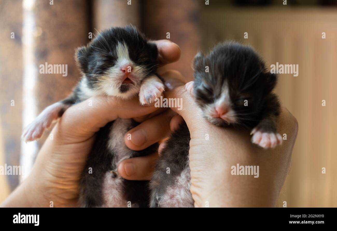 New Born Persian Cats