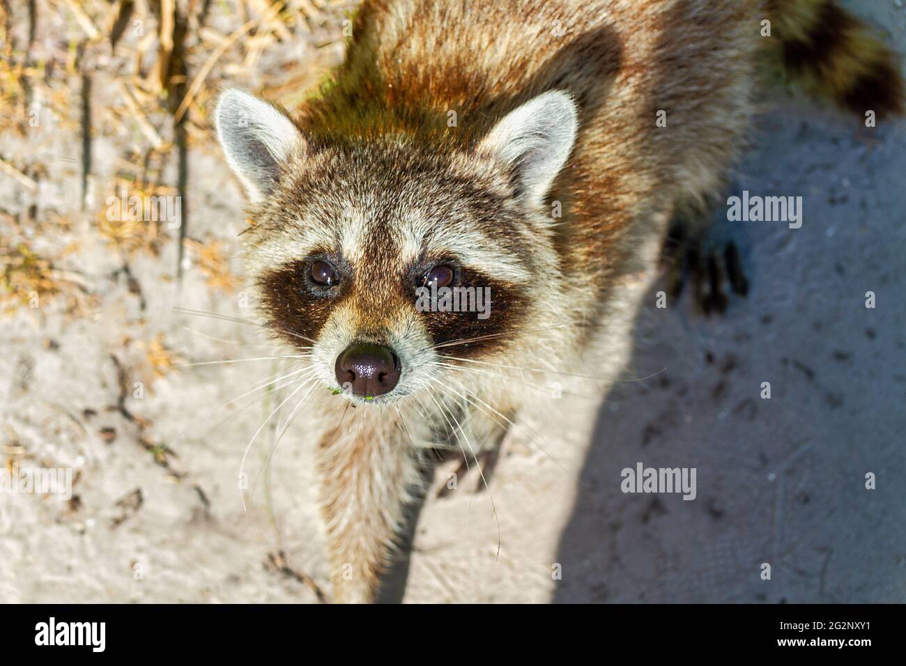 Beautiful wild raccoon craving to be fed Stock Photo - Alamy