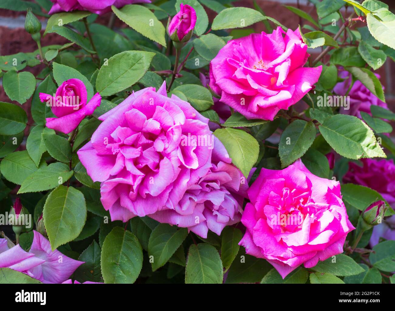 Flowers of the pink thornless climbing rose Zephirine Drouhin, England ...