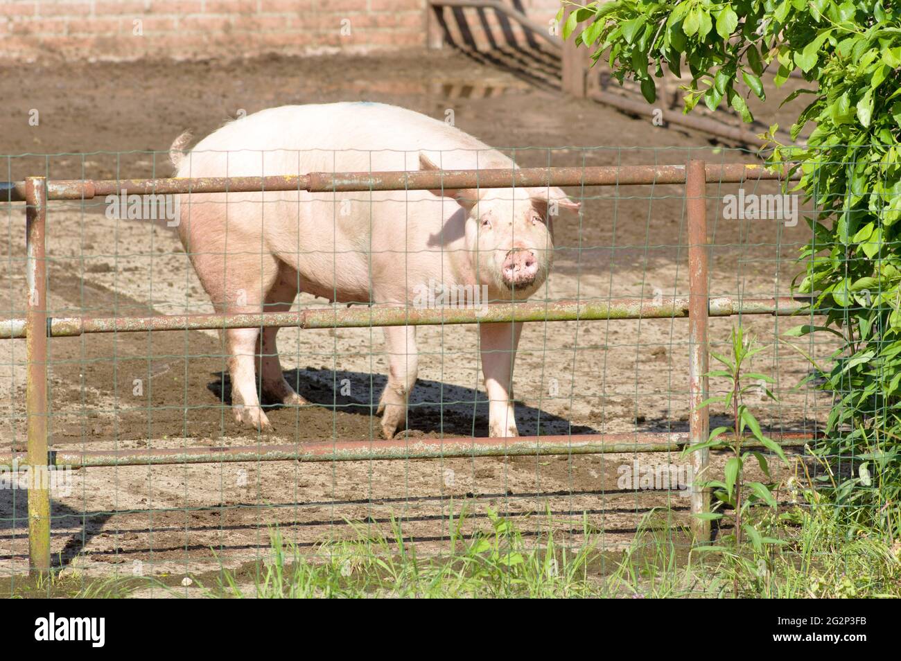 Pig walks around outside with a fence in the foreground Stock Photo - Alamy