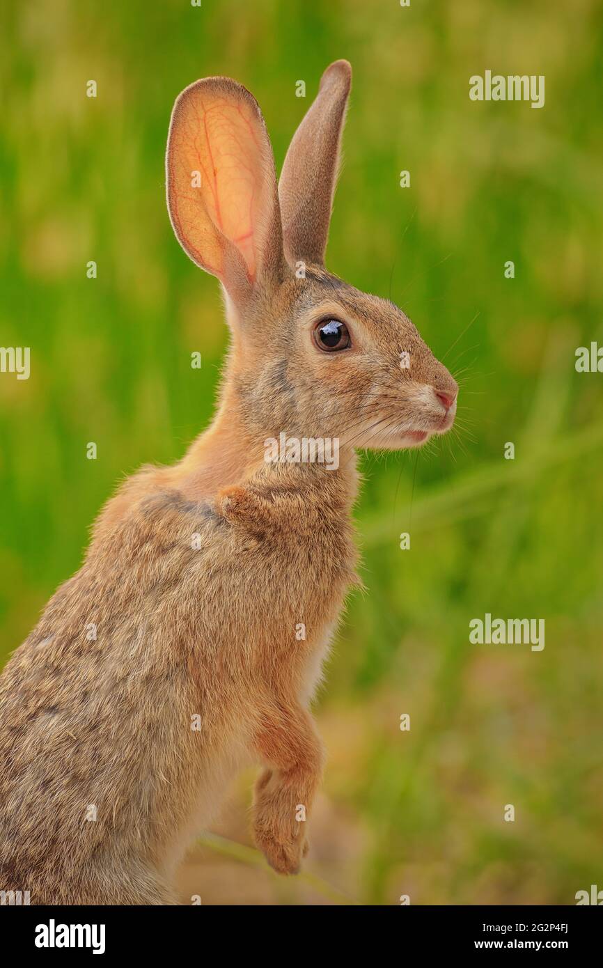 A Desert Cottontail is on high alert Stock Photo - Alamy