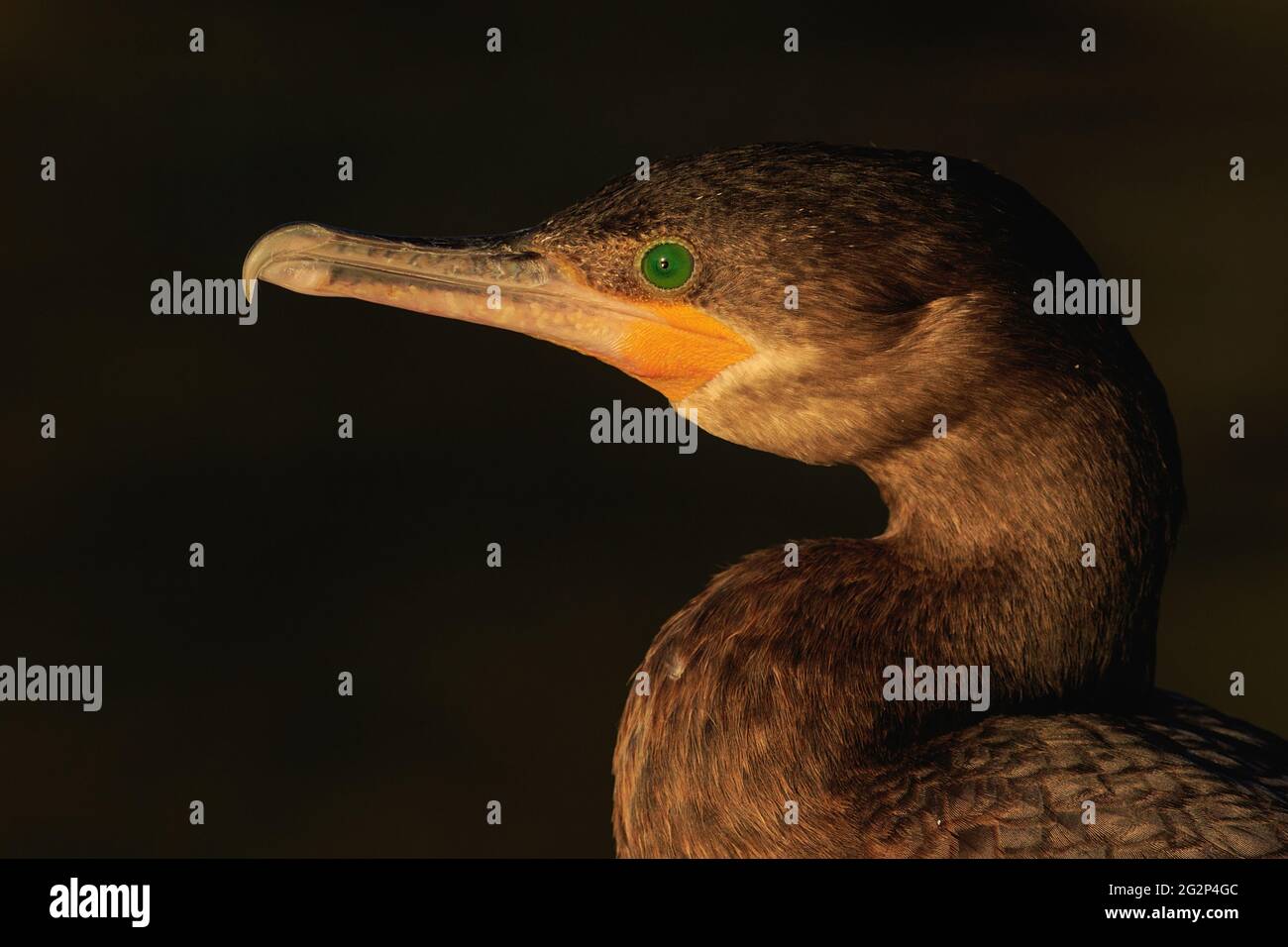 Portrait birds hi-res stock photography and images - Alamy