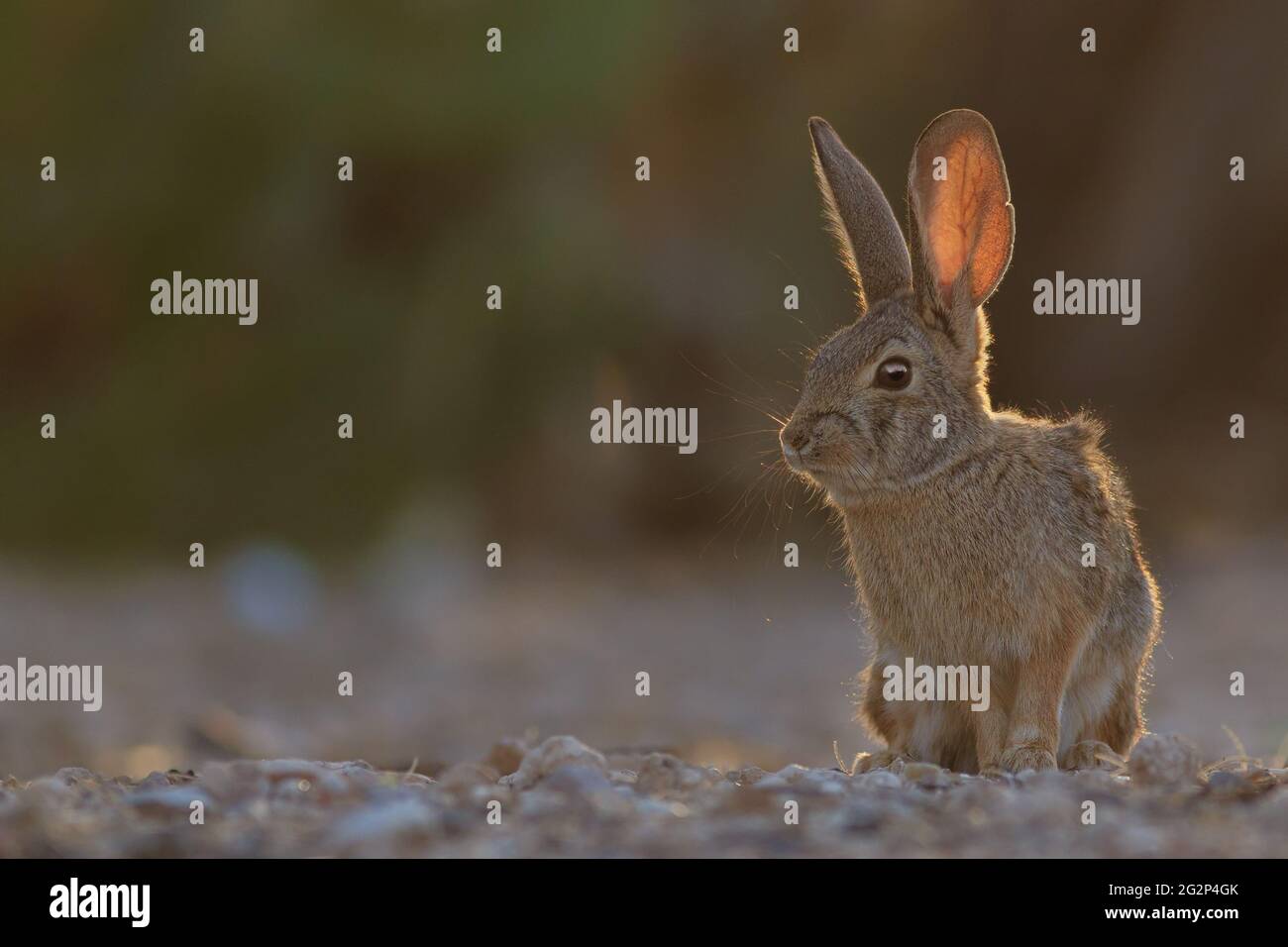 Desert cottontail rabbit hi-res stock photography and images - Alamy