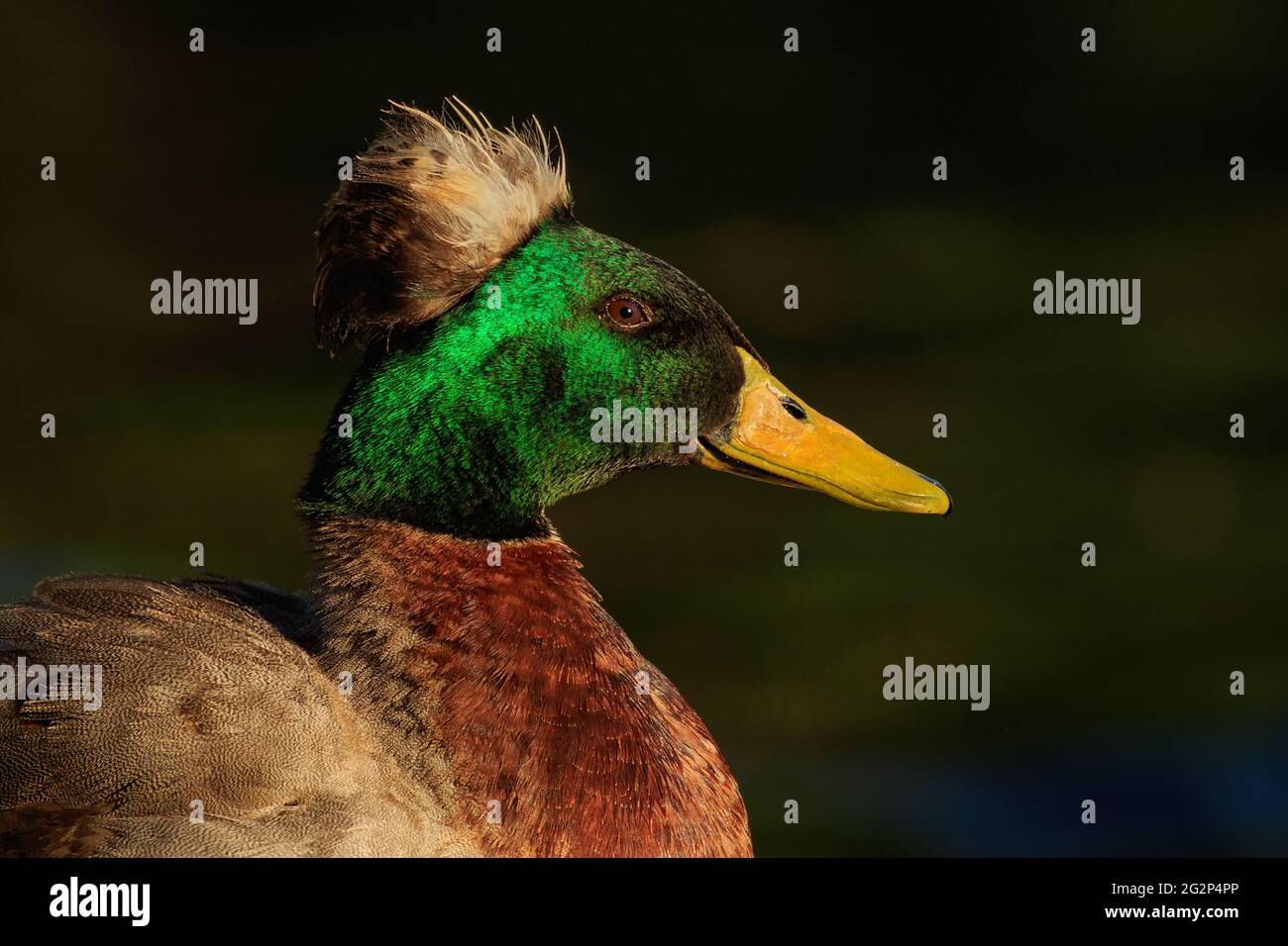 Crested birds hi-res stock photography and images - Alamy