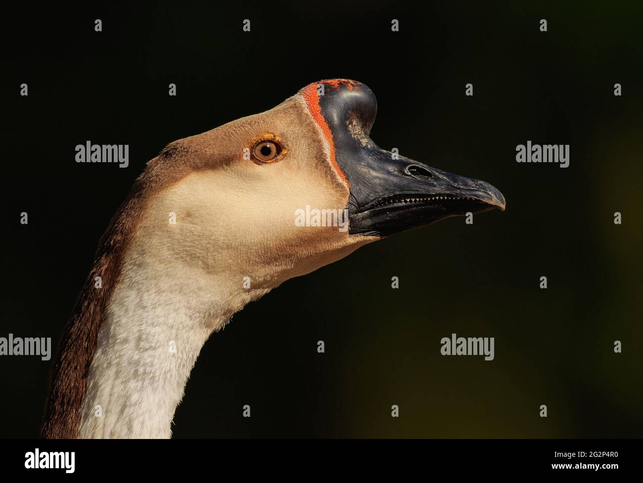 A portrait of a Chinese Goose Stock Photo - Alamy