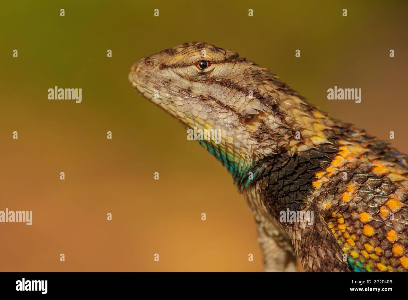A portrait of a Desert Spiny Lizard Stock Photo - Alamy