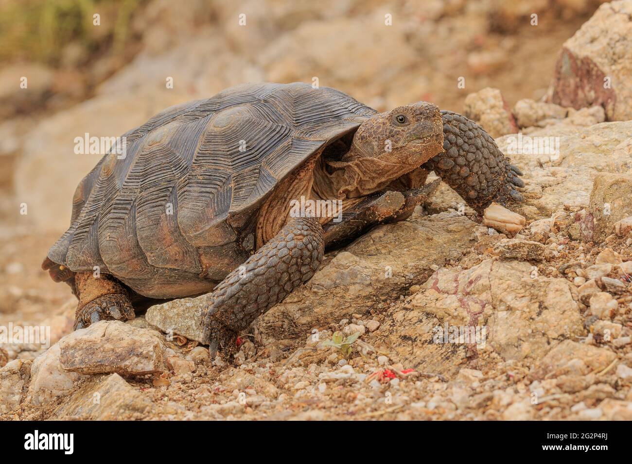 A Desert Tortoise climbs up a hill Stock Photo - Alamy