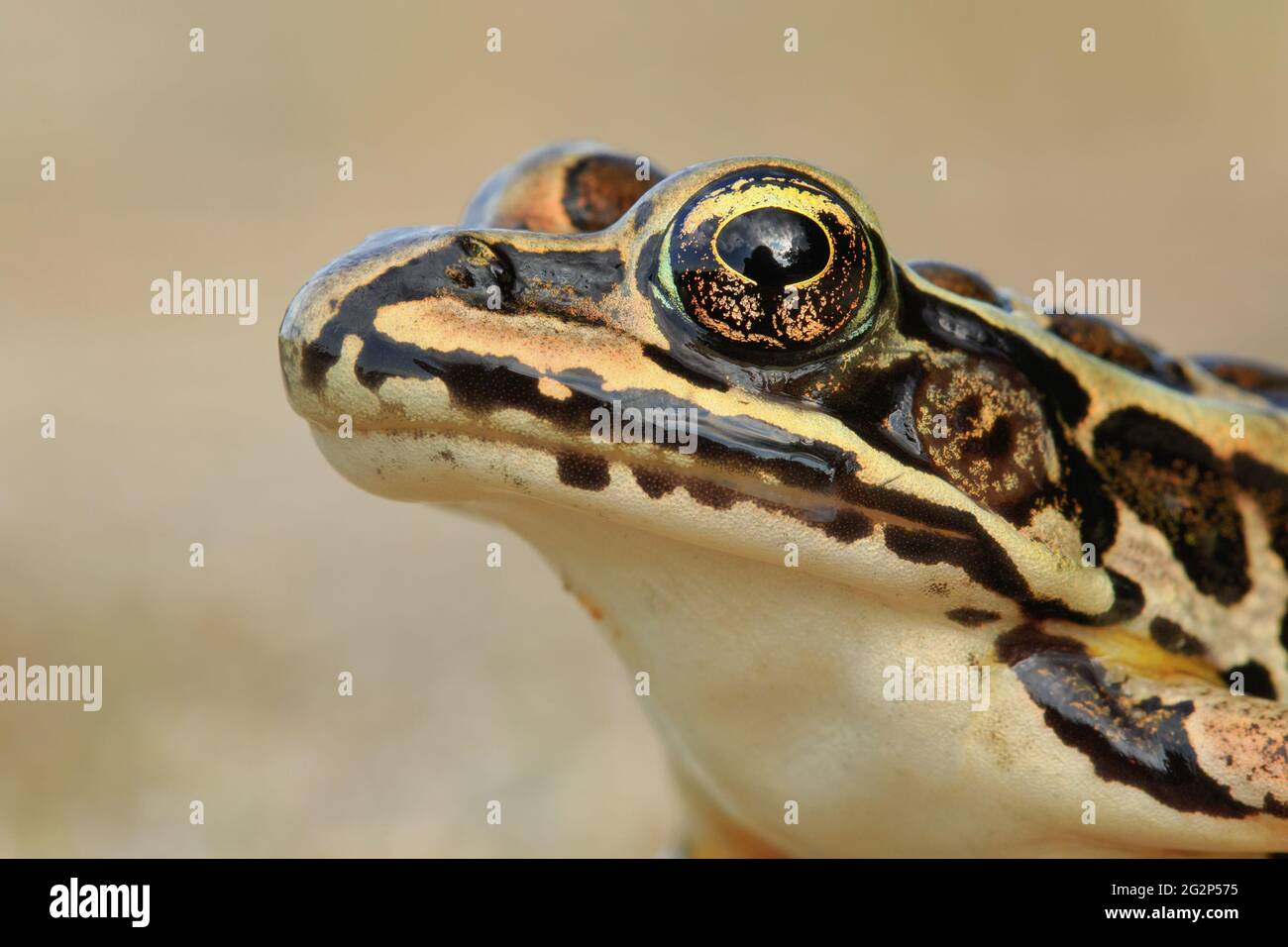 A portrait of a Pickerel Frog Stock Photo - Alamy