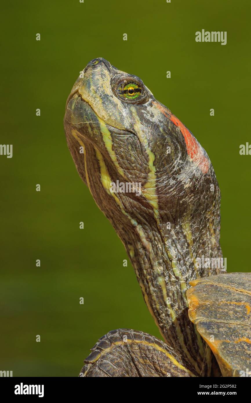 Pond slider hi-res stock photography and images - Alamy