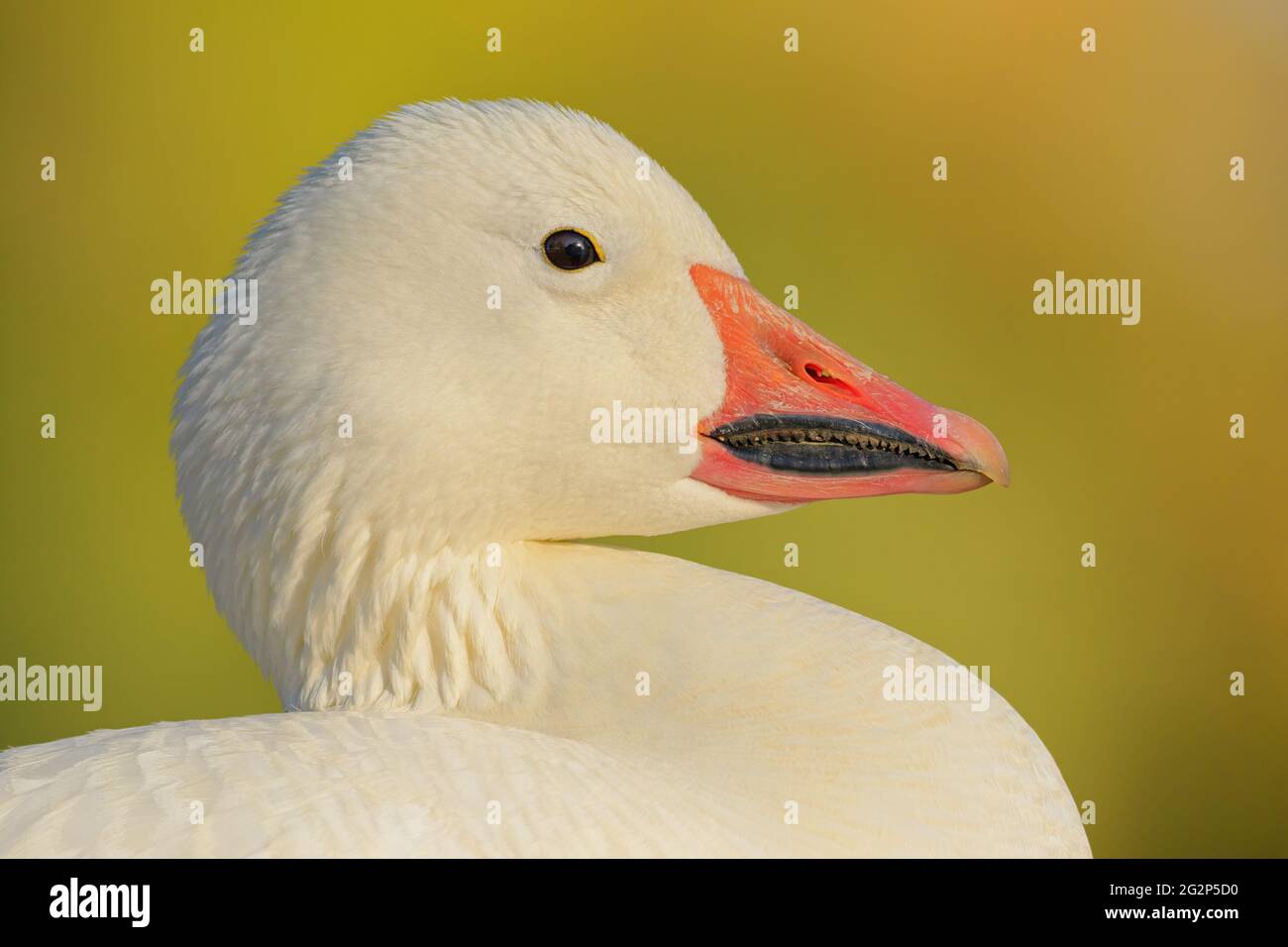 Duck and goose hi-res stock photography and images - Alamy