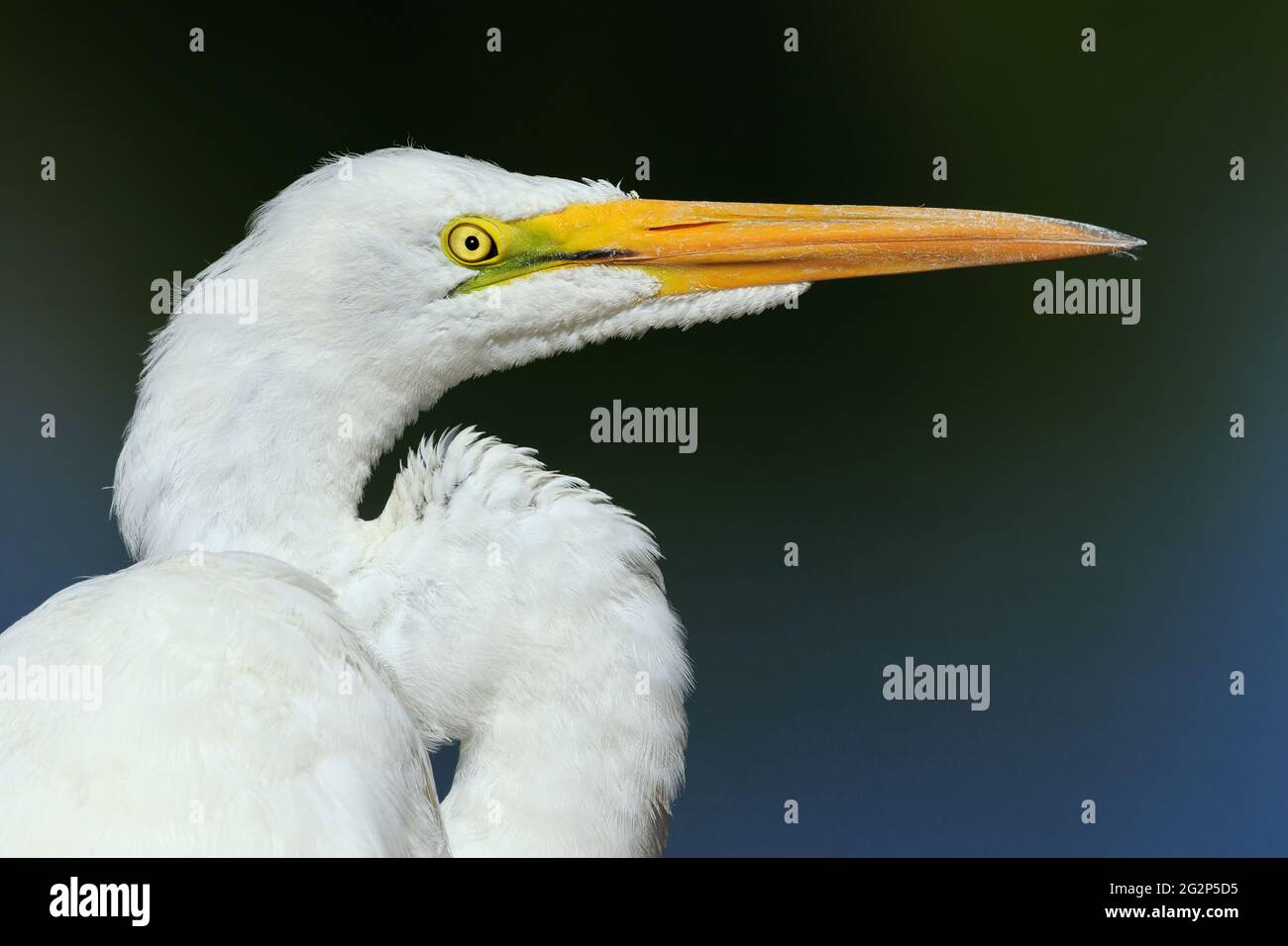Great Egret Portrait Stock Photo - Alamy