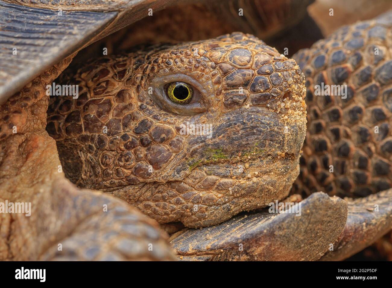 Desert Tortoise Portrait Stock Photo - Alamy