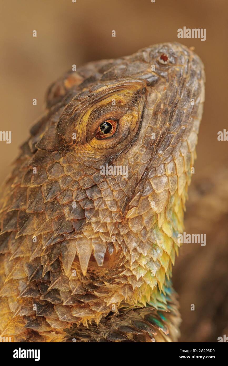 Desert Spiny Lizard Stock Photo - Alamy