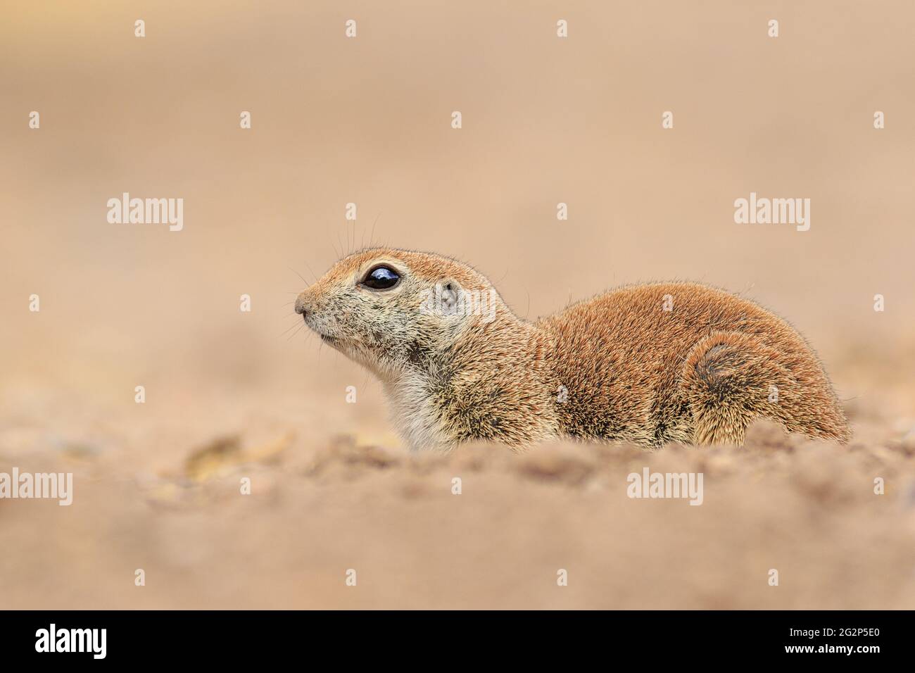 Ground Squirrel Close-up Stock Photo - Alamy