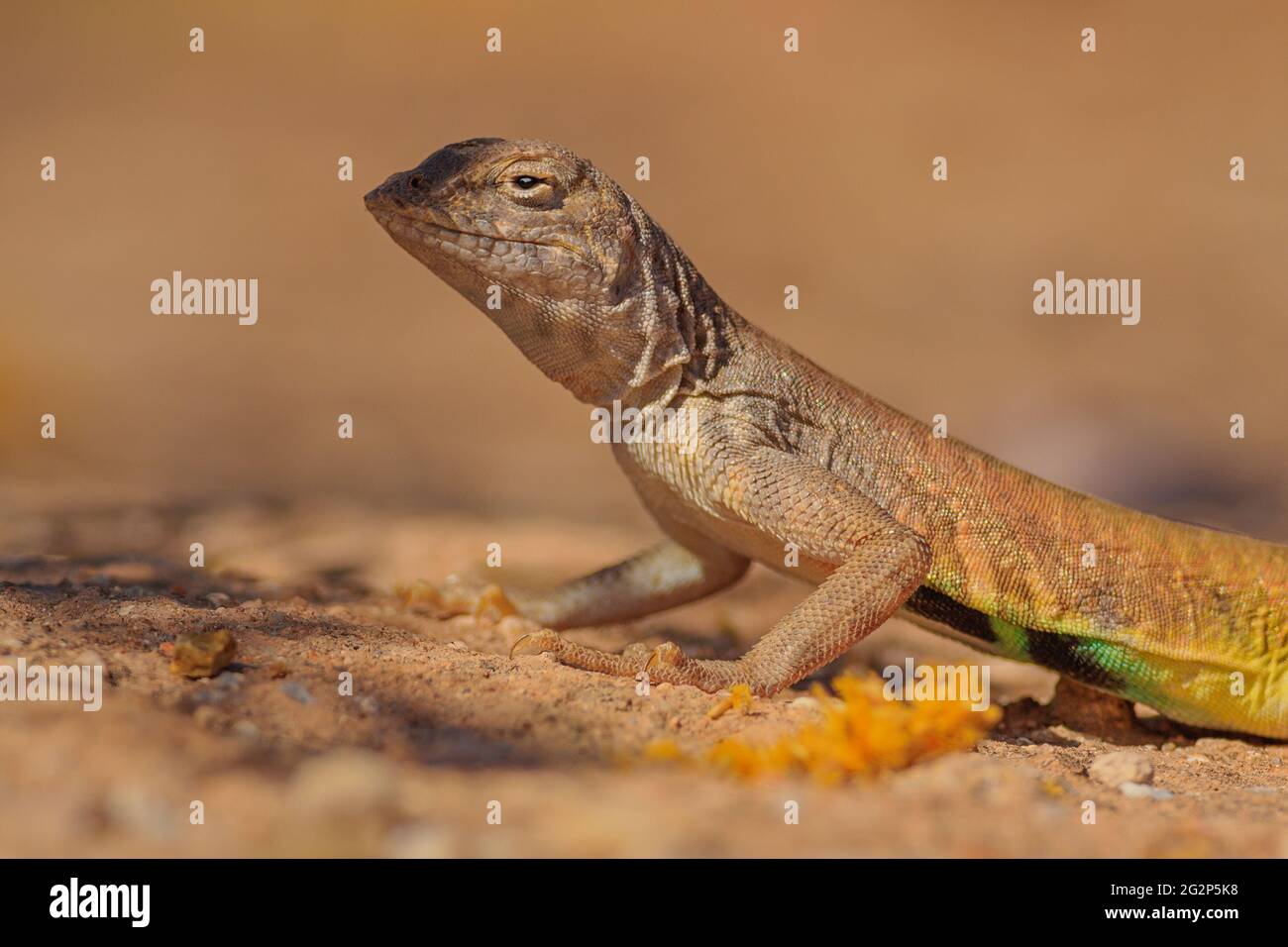 Zebra tailed hi-res stock photography and images - Alamy