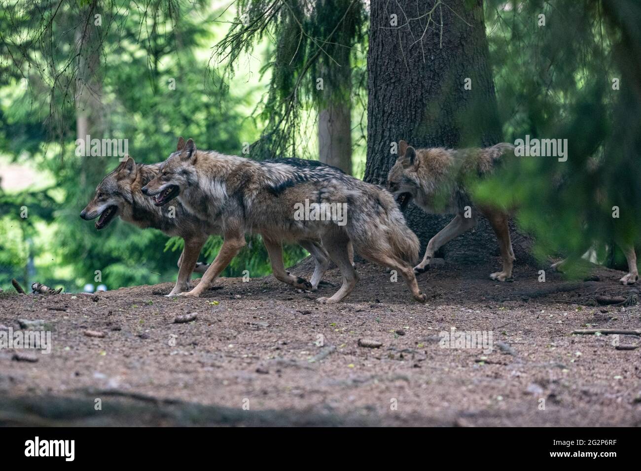 Lohberg, Germany. 11th June, 2021. Wolves walk through the enclosure at ...