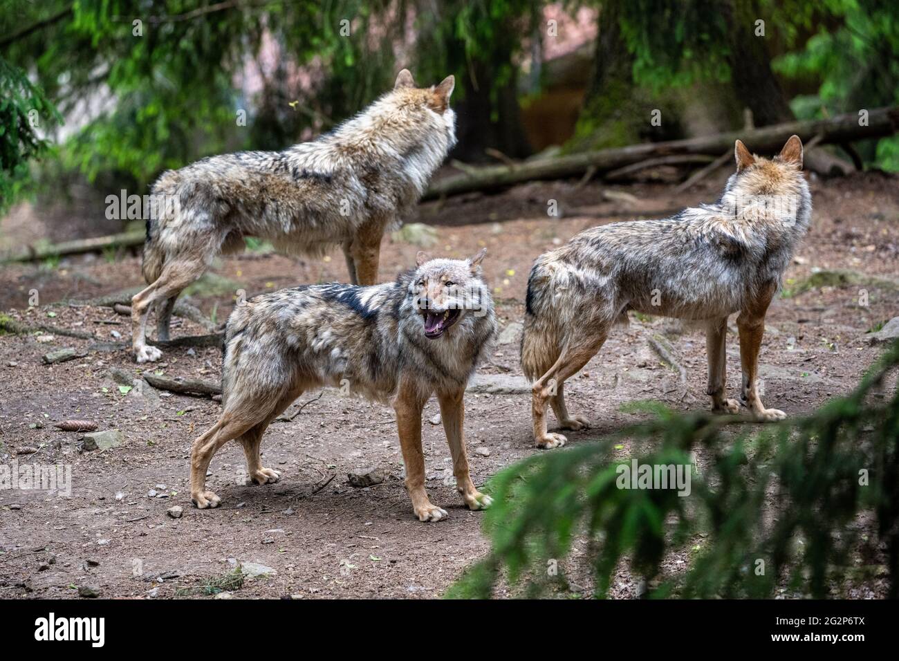 Lohberg, Germany. 11th June, 2021. Wolves walk through the enclosure at ...