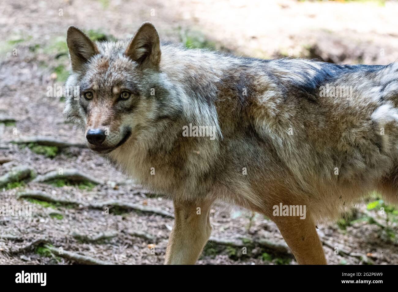 Lohberg, Germany. 11th June, 2021. A wolf walks through the enclosure ...