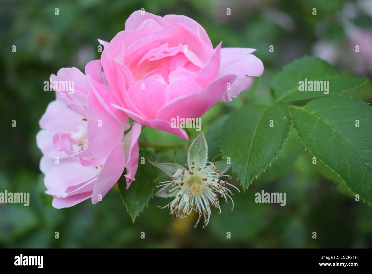 Colorful, beautiful, delicate rose in the garden. Pink roses in the ...