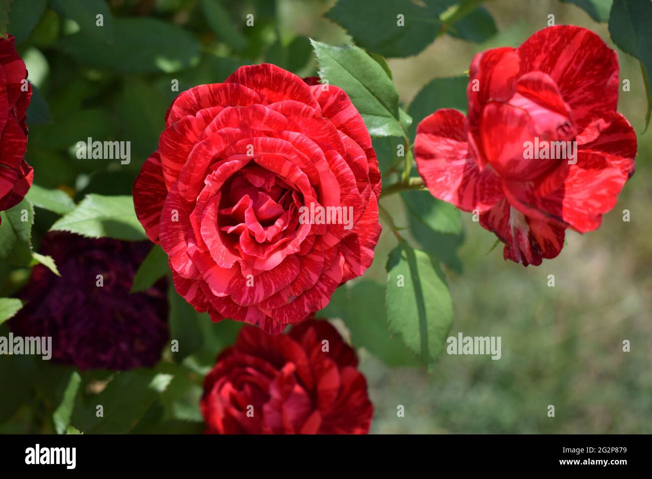 Red marble rose-spray with a marble coloring of dark red strokes (angle ...