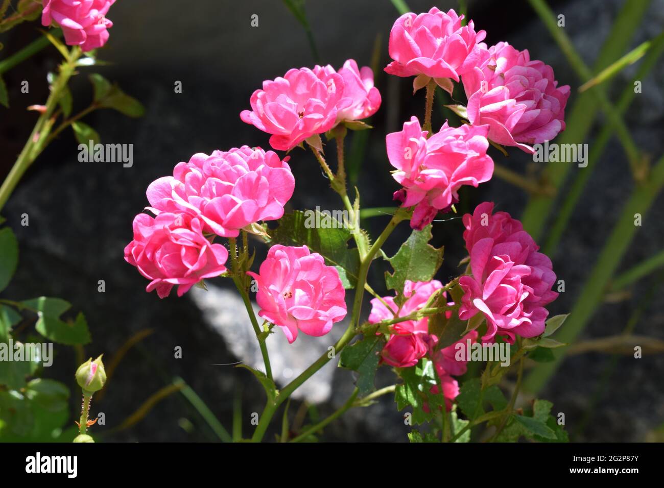 Pink Rose Garden. A bush of flowering pink roses. Natural background ...