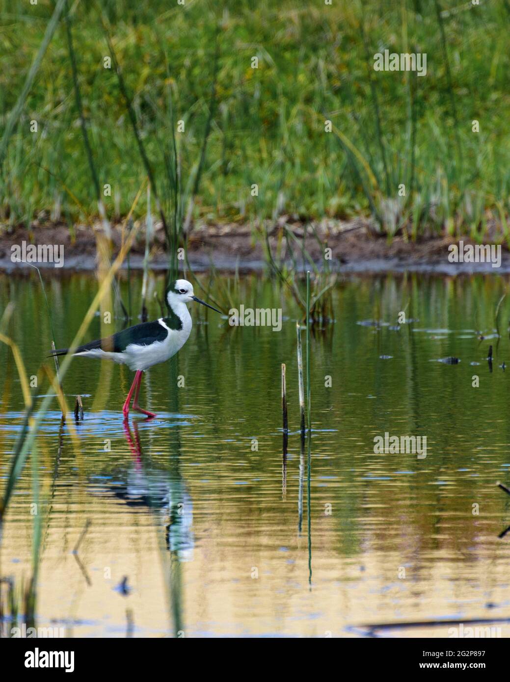 Vertical shot of a black-winged stilt in a pond during daylight Stock ...