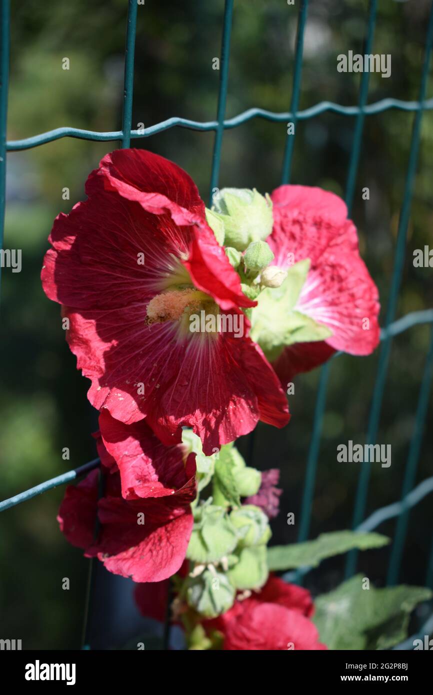 Big red delicate flowers of mallow in bloom with green leaves and buds ...