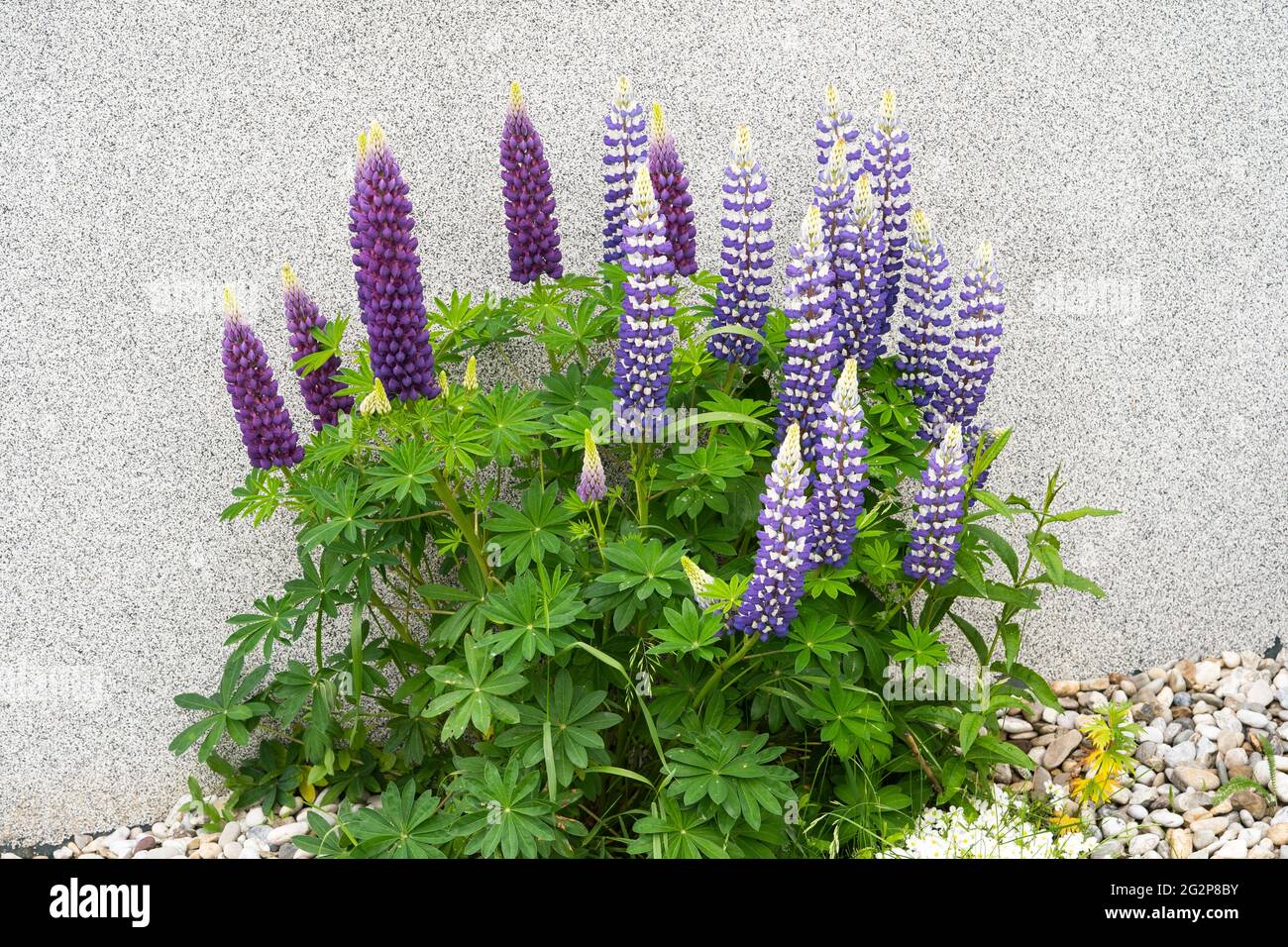 Bluebonnet lupine hi-res stock photography and images - Alamy