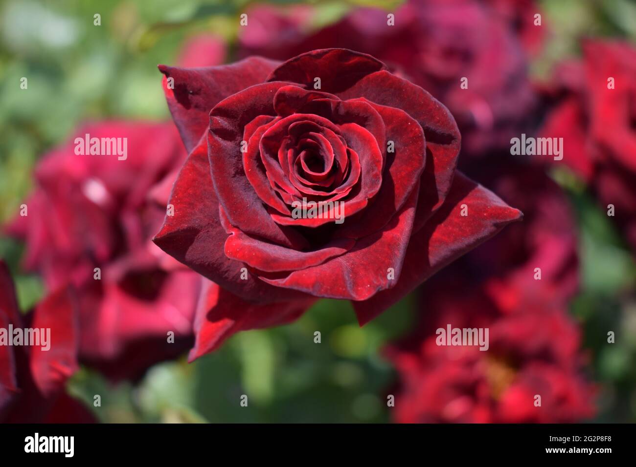 Red Rose on the Branch in the Garden. Red roses in in Full Bloom ...